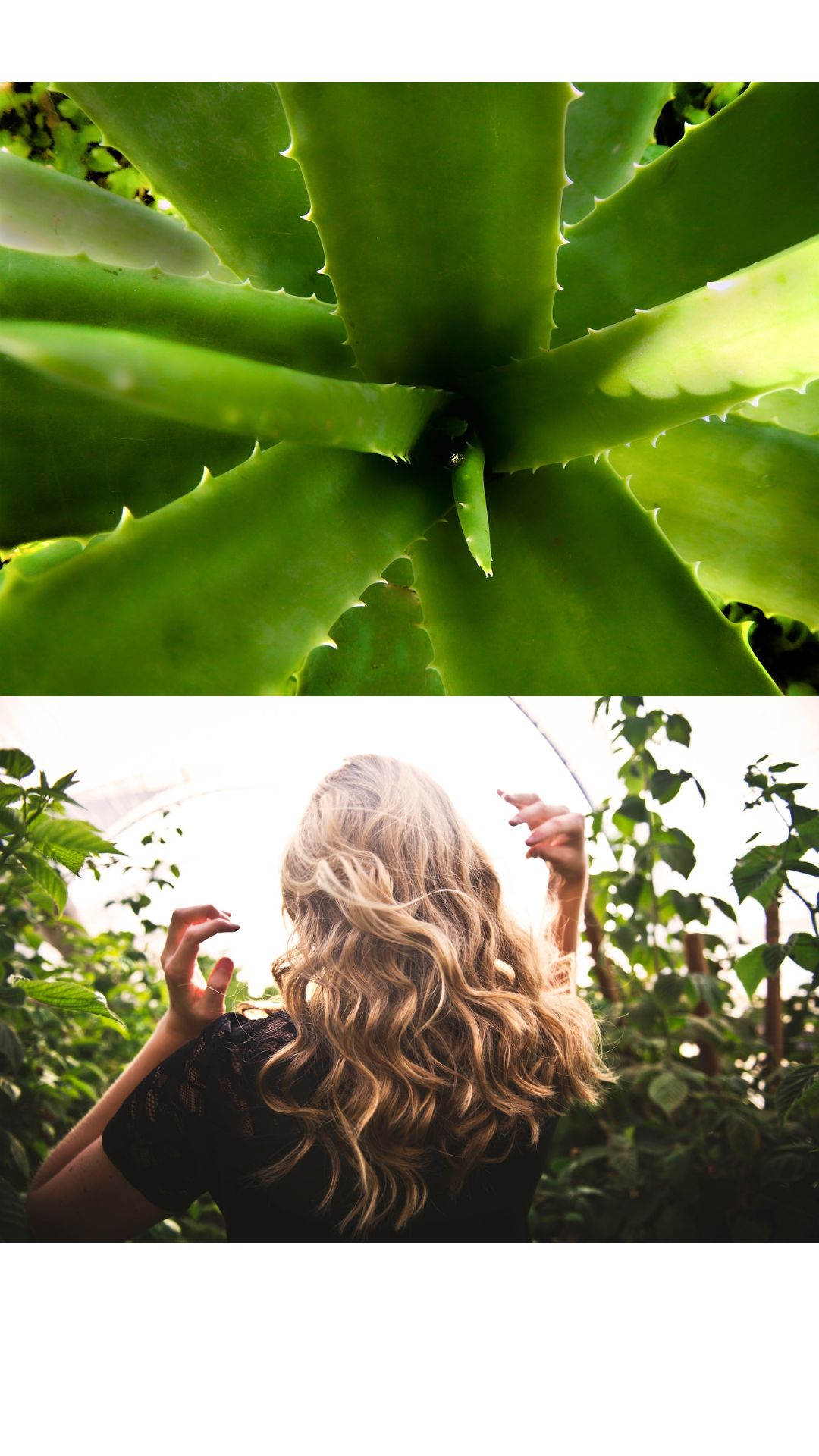 6 benefícios da babosa para o cabelo!